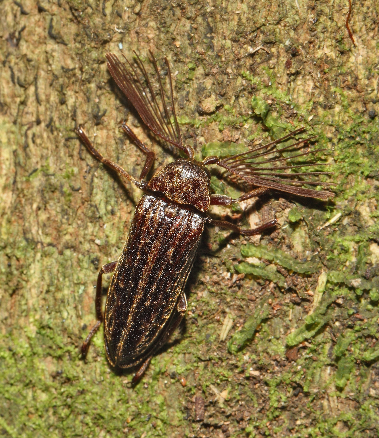 BunyipCo: April 2018