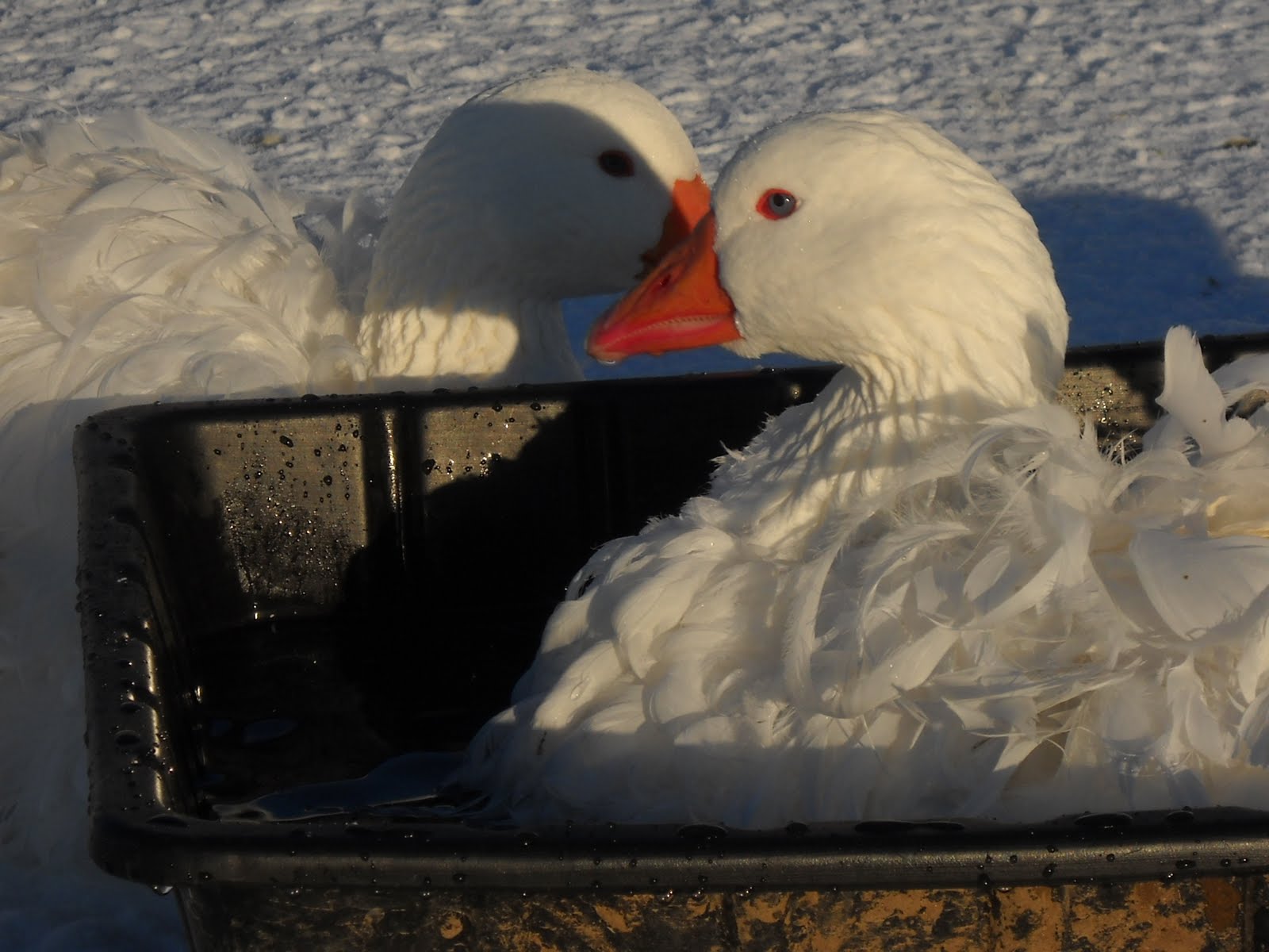 Breed Savers: Sebastopol Geese - The Goose With a Curly "Perm"