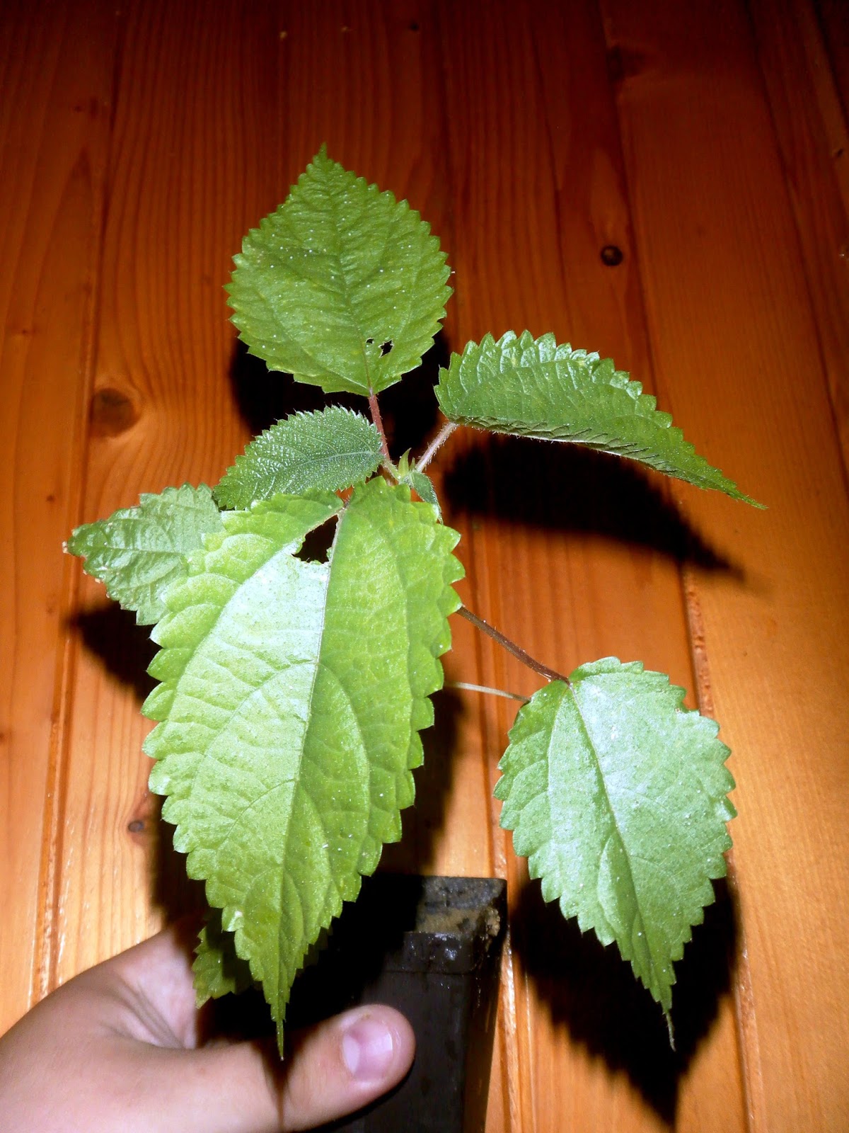 Scirpidiella's Plants: Urtigão, Shrubby Nettle (Urera cf. nitida)