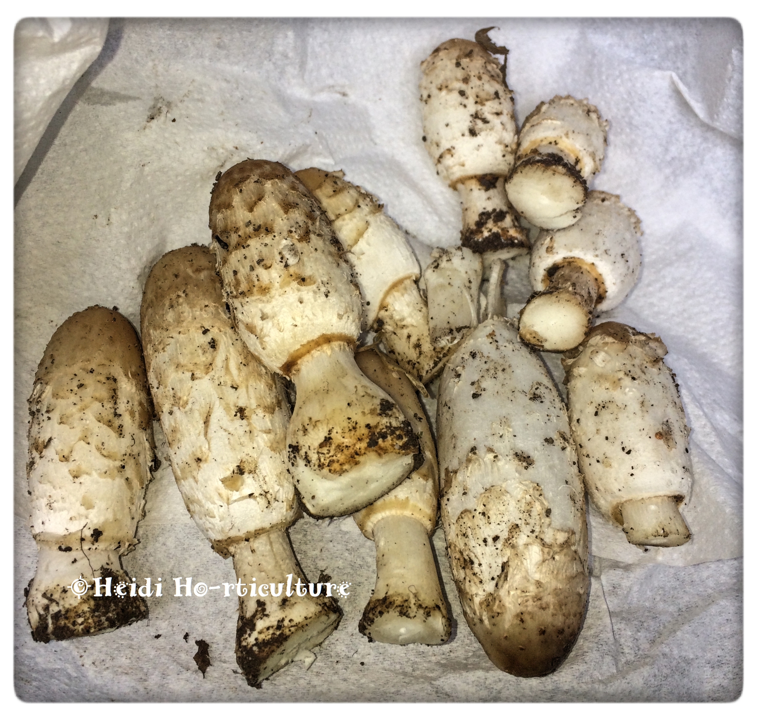 Heidi Horticulture Foraging Shaggy Mane Mushrooms