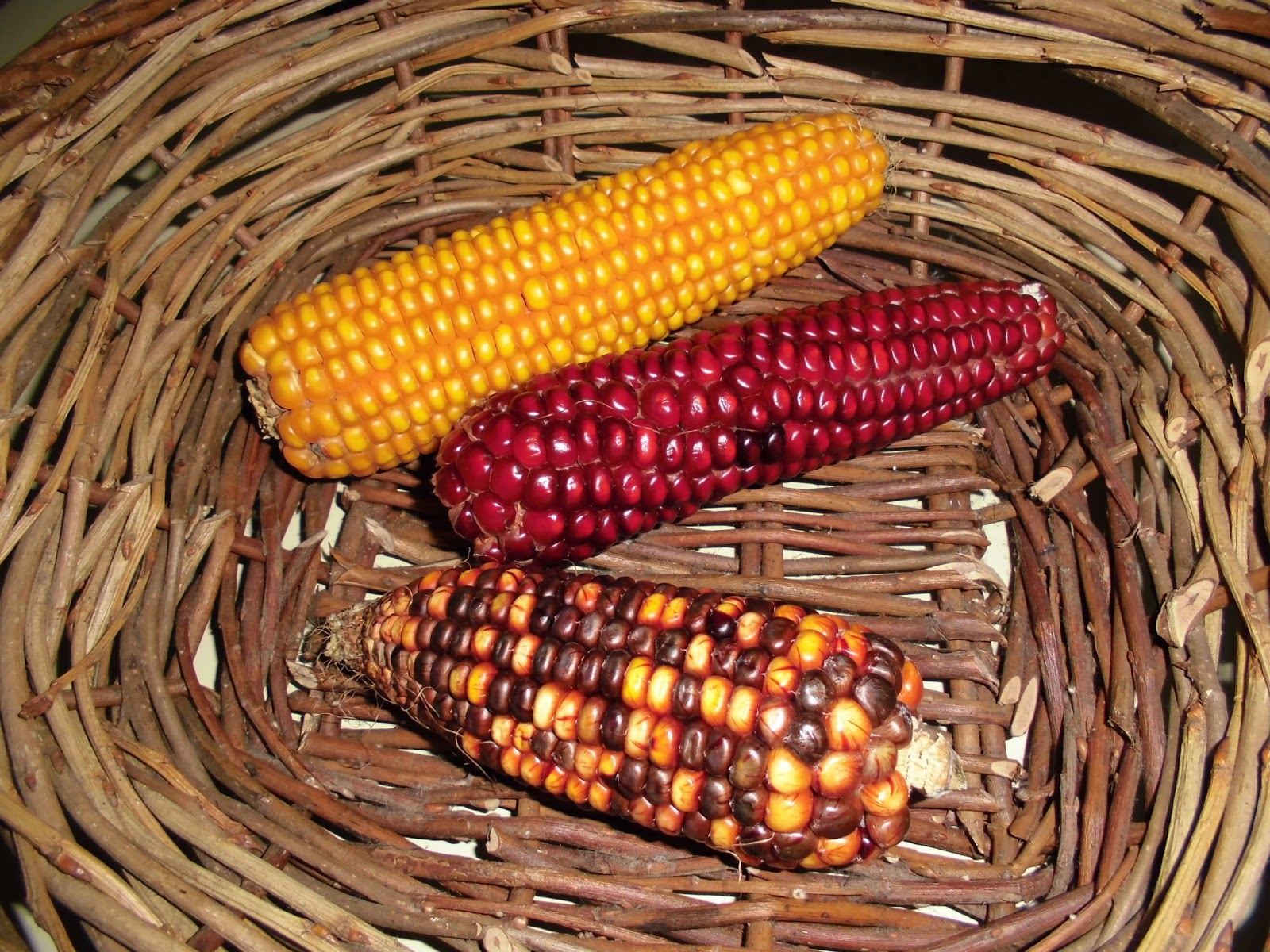 Plantas: sementes de millo