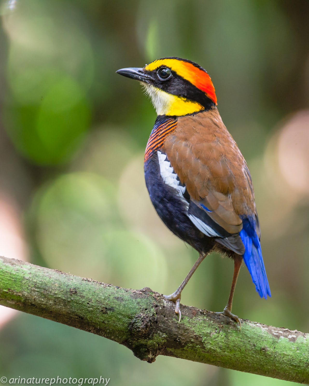 Naturalist Photography: Banded Pitta - Jewel of the Tropical Forest