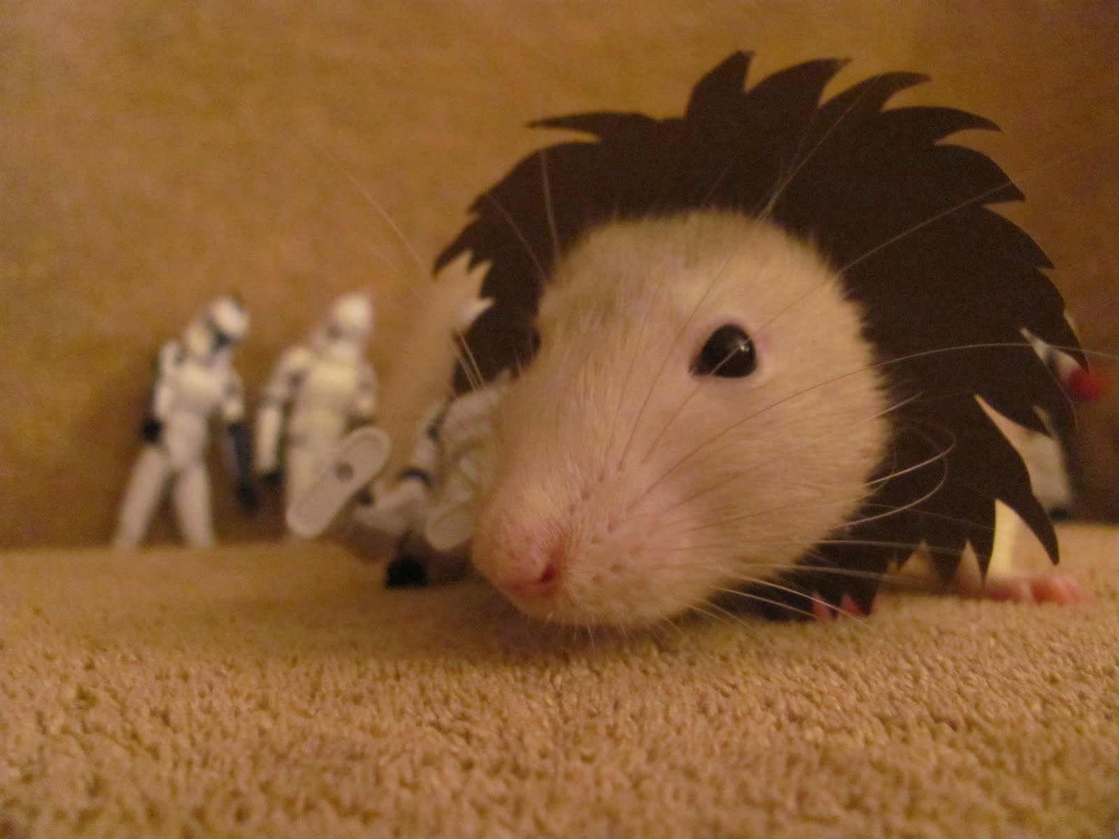 Ringo's Rat Tales: June 2011