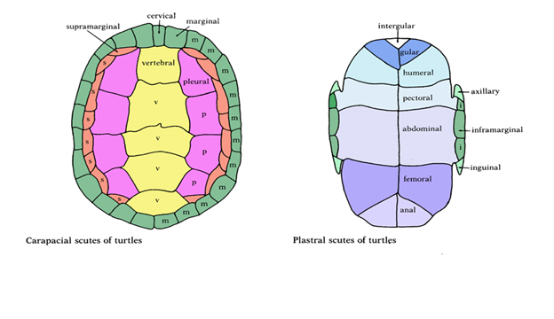 Biology of the Reptilia