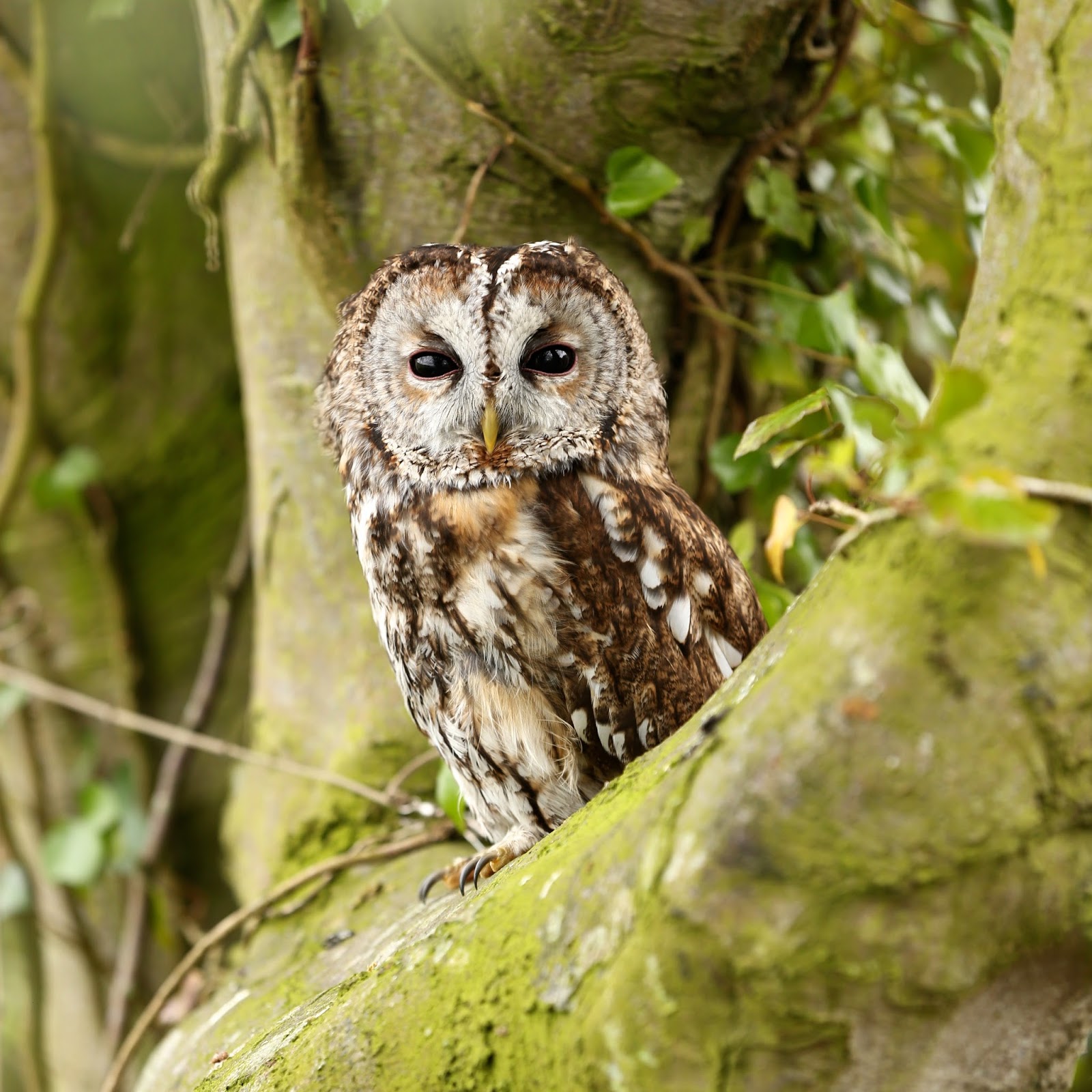 TrogTrogBlog: Tawny owl