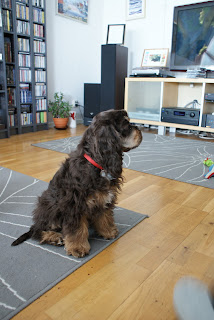 Hundar i Livet: Zayo och Caspers dag i punktform