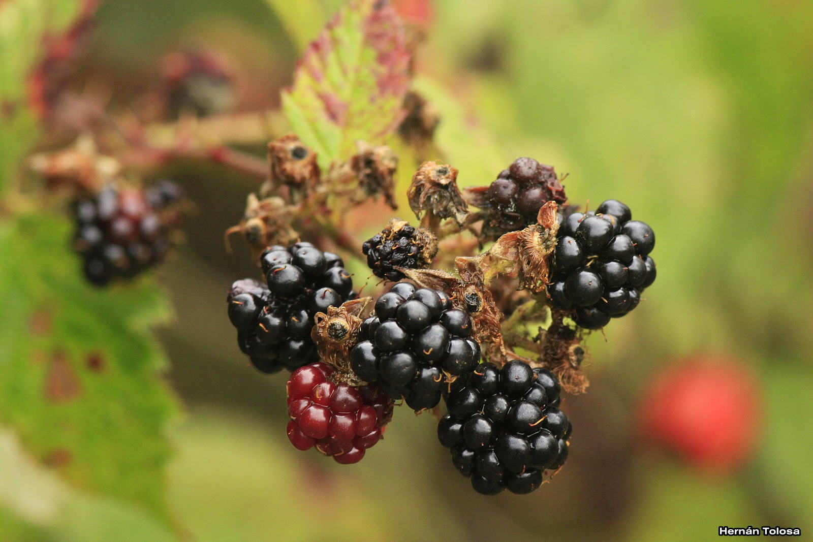 Patagonia: Frambueso (Rubus idaeus)
