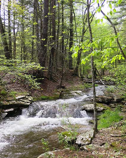 The View from Squirrel Ridge: A Walk in Lost River State Park