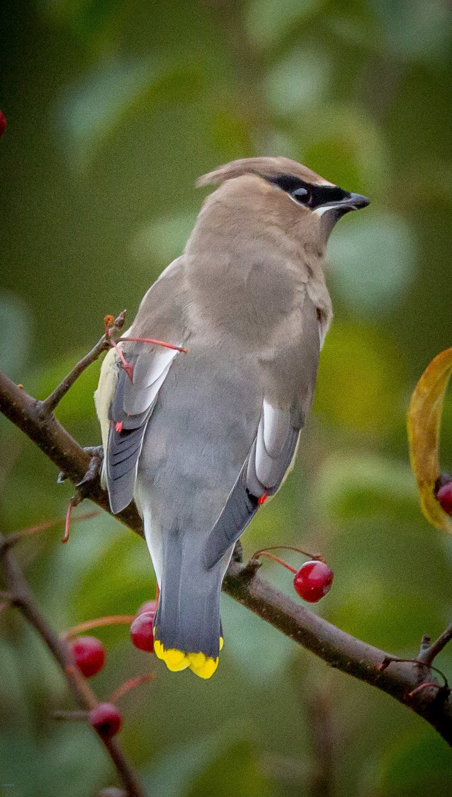 Feather Tailed Stories: Cedar Waxwings