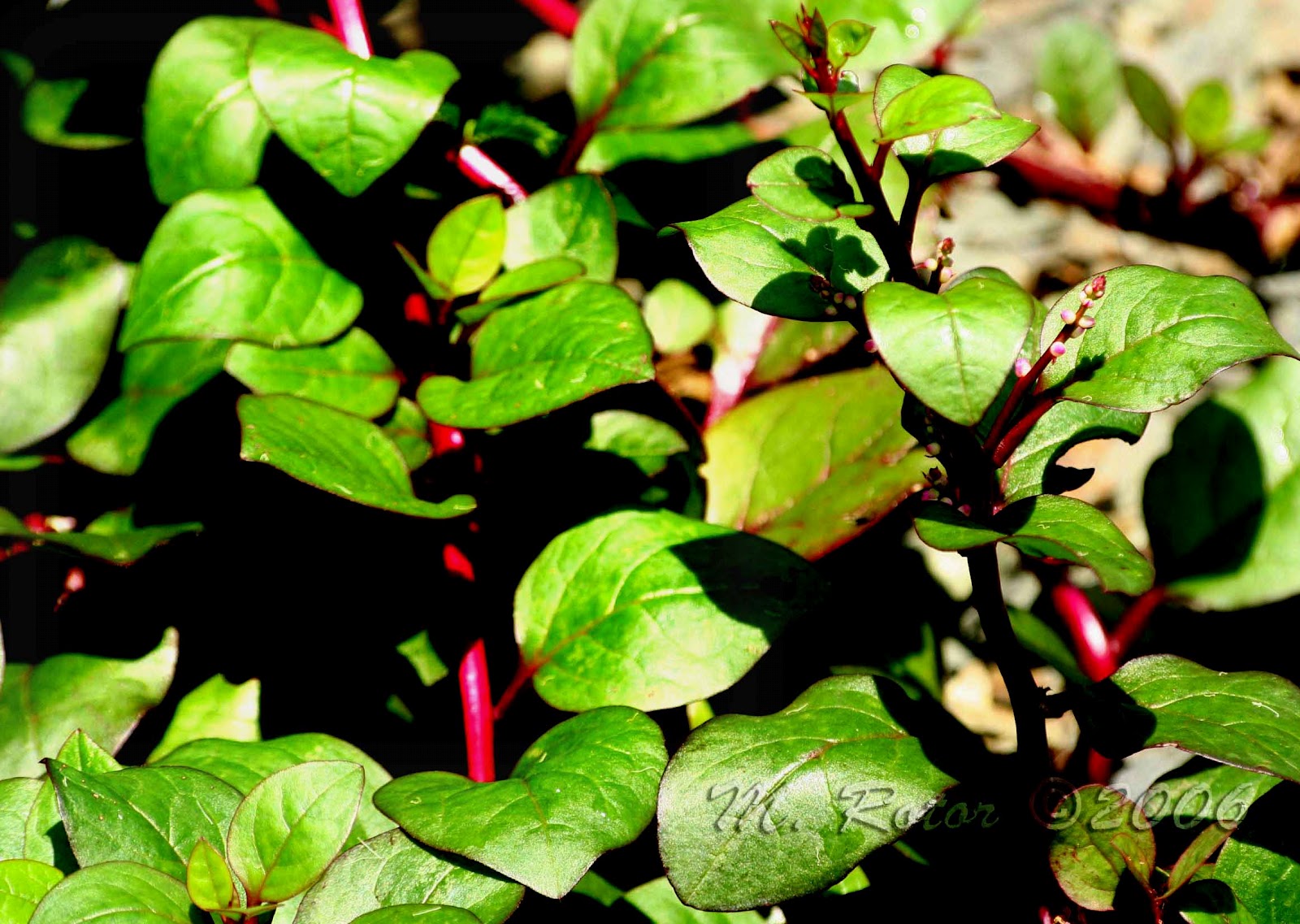 Living with Nature - School on Blog by Dr. Abercio V. Rotor: Practical ...