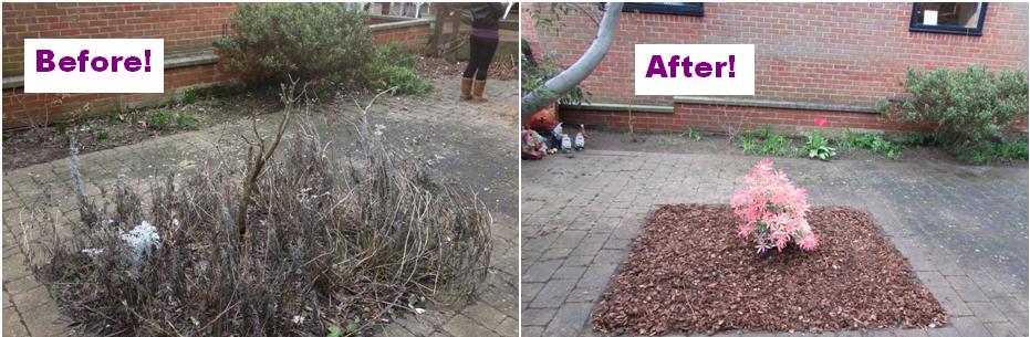 Volunteering at the Students' Union: Helping Scope Renovate their Garden