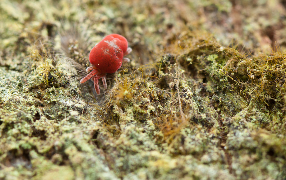 Within the Chronicles' Frame: Red Velvet Mite (Trombidiidae)