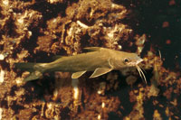 bastadeodio: Como un pez fuera del agua