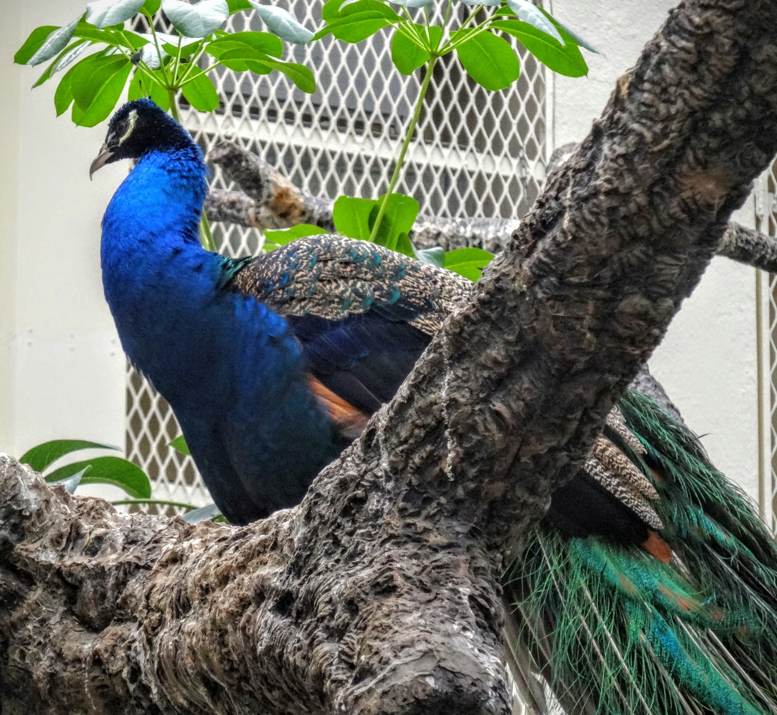 Love, Joy and Peas: Peacocks in Trees and Pretty Feathers