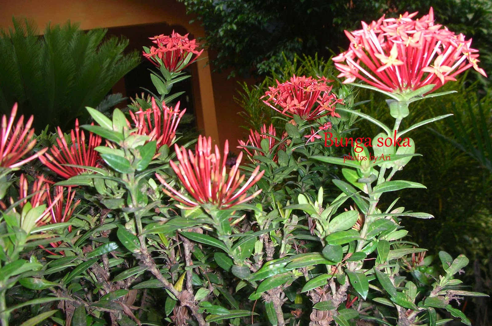 Floristari: bunga soka cantik