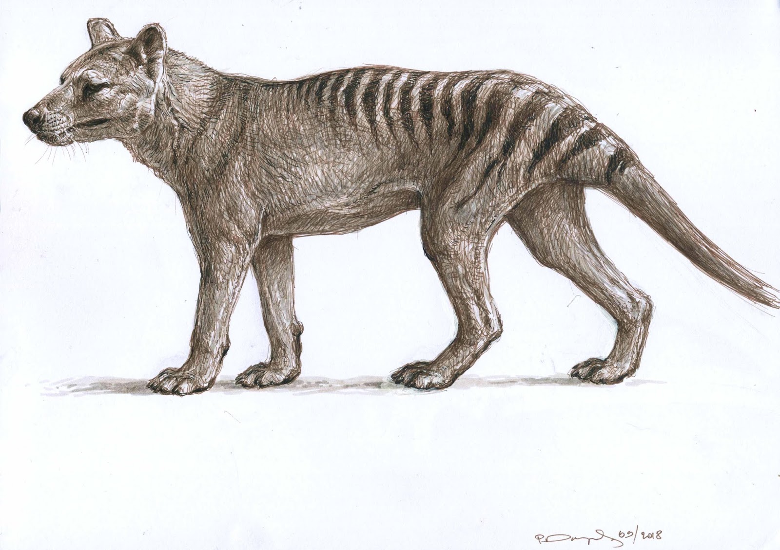 Thylacine or Tasmanian tiger -The adventure of a study