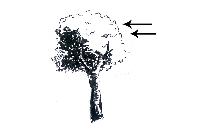 Cara menggambar pohon MUDAH & SIMPEL - MAYAGAMI