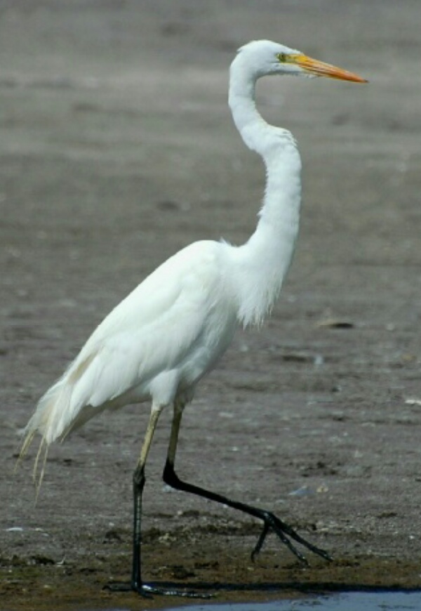 falco falcón: Falcón Venezuela