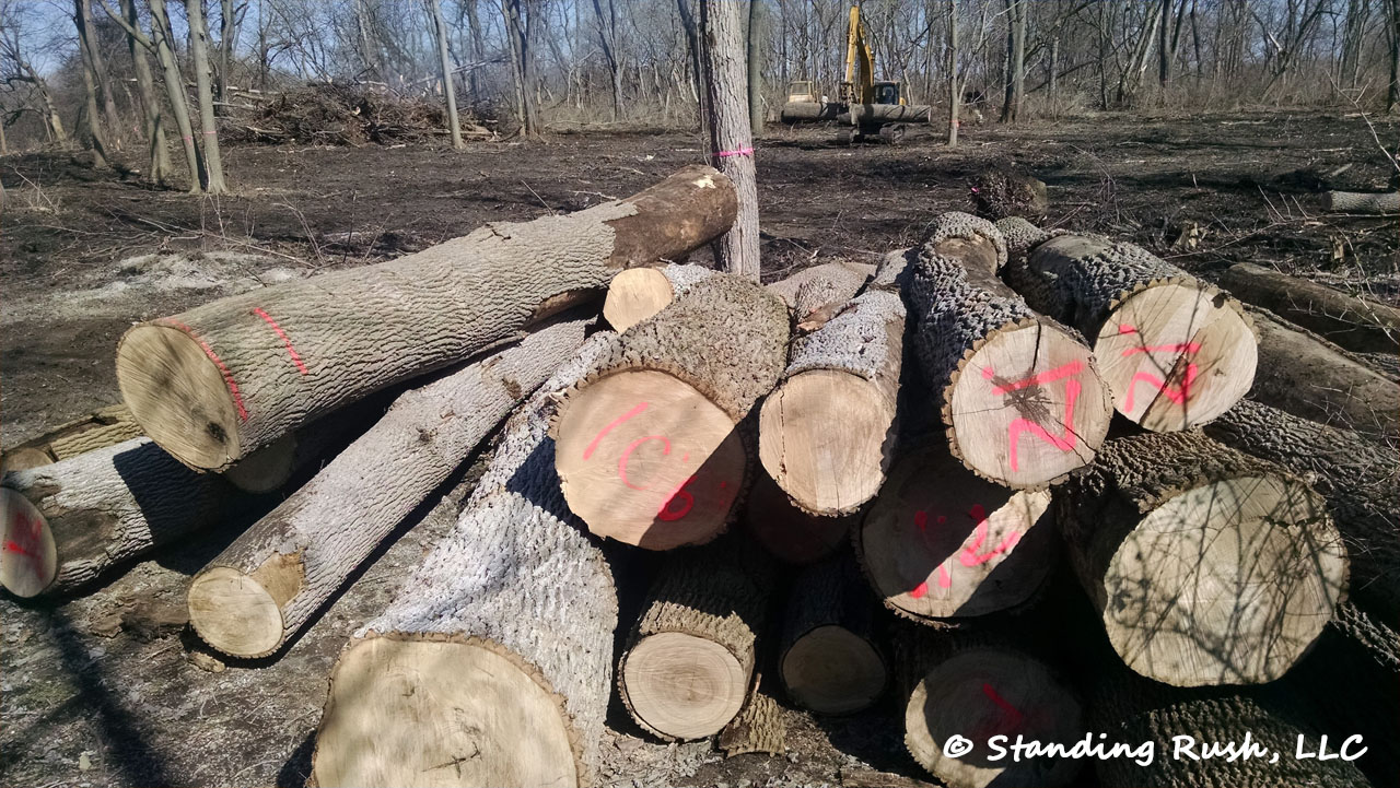 Moment in the Marsh: Step 1 of a Woodlot Restoration