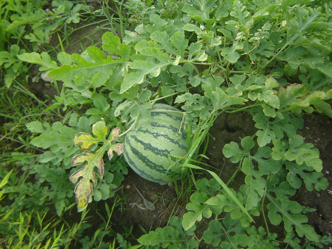 MADYAAS PEN: WATERMELON