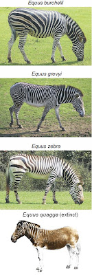 Sandwalk: How did the zebra get its stripes?