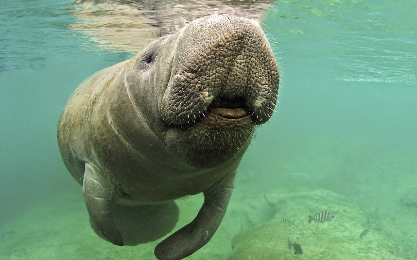 Recuperação de populações do peixe-boi marinho ganha esforço ...
