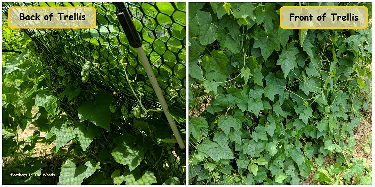 How to grow cucamelon - Feathers in the woods