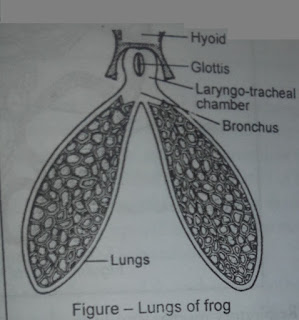 Zoology for higher secondary level: Frog: Respiratory System
