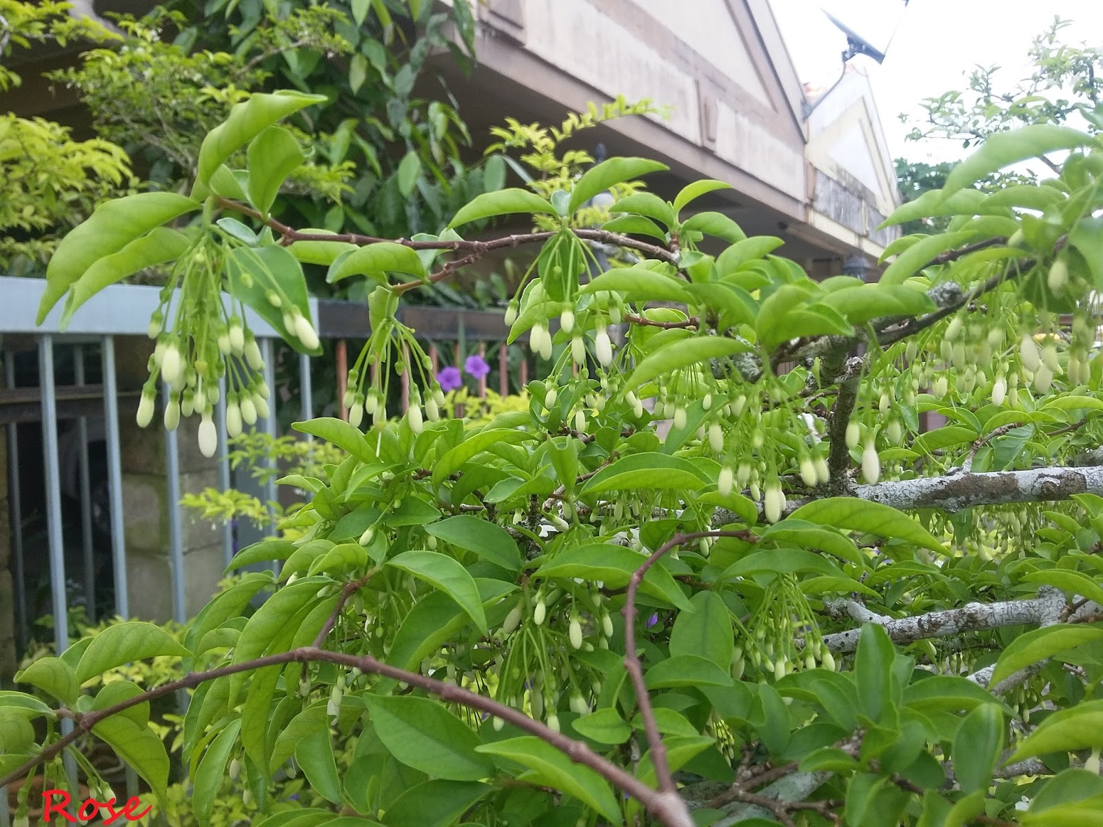 Voice of an Ex-Worker: The scented full-bloom Sui Mei