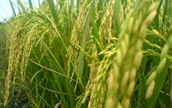 Beras Sawahlega: Padi Sawah : Sunggal
