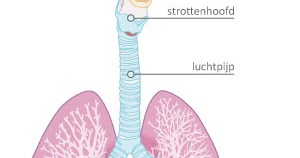 anatomie en fysiologie van de longen: anatomie en fysiologie van de longen