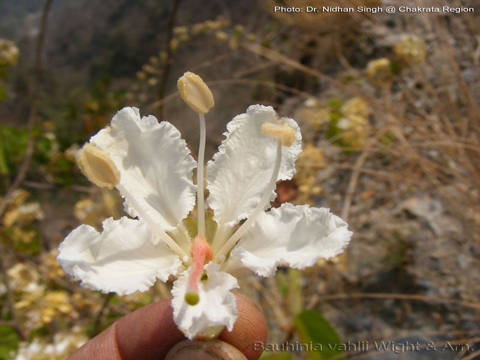 Medicinal Plants: Bauhinia vahlii