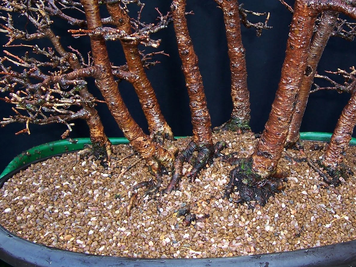 MiKo Bonsai: Larch Group re-pot