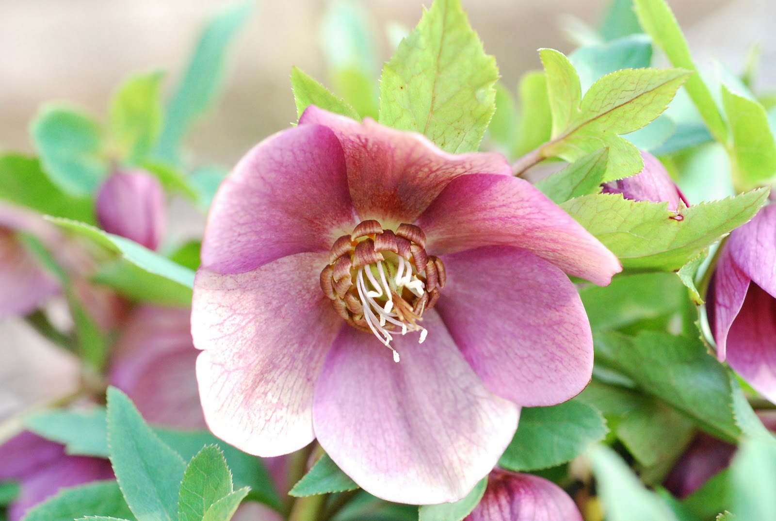 Marsha's Garden Blog: Winter Garden...