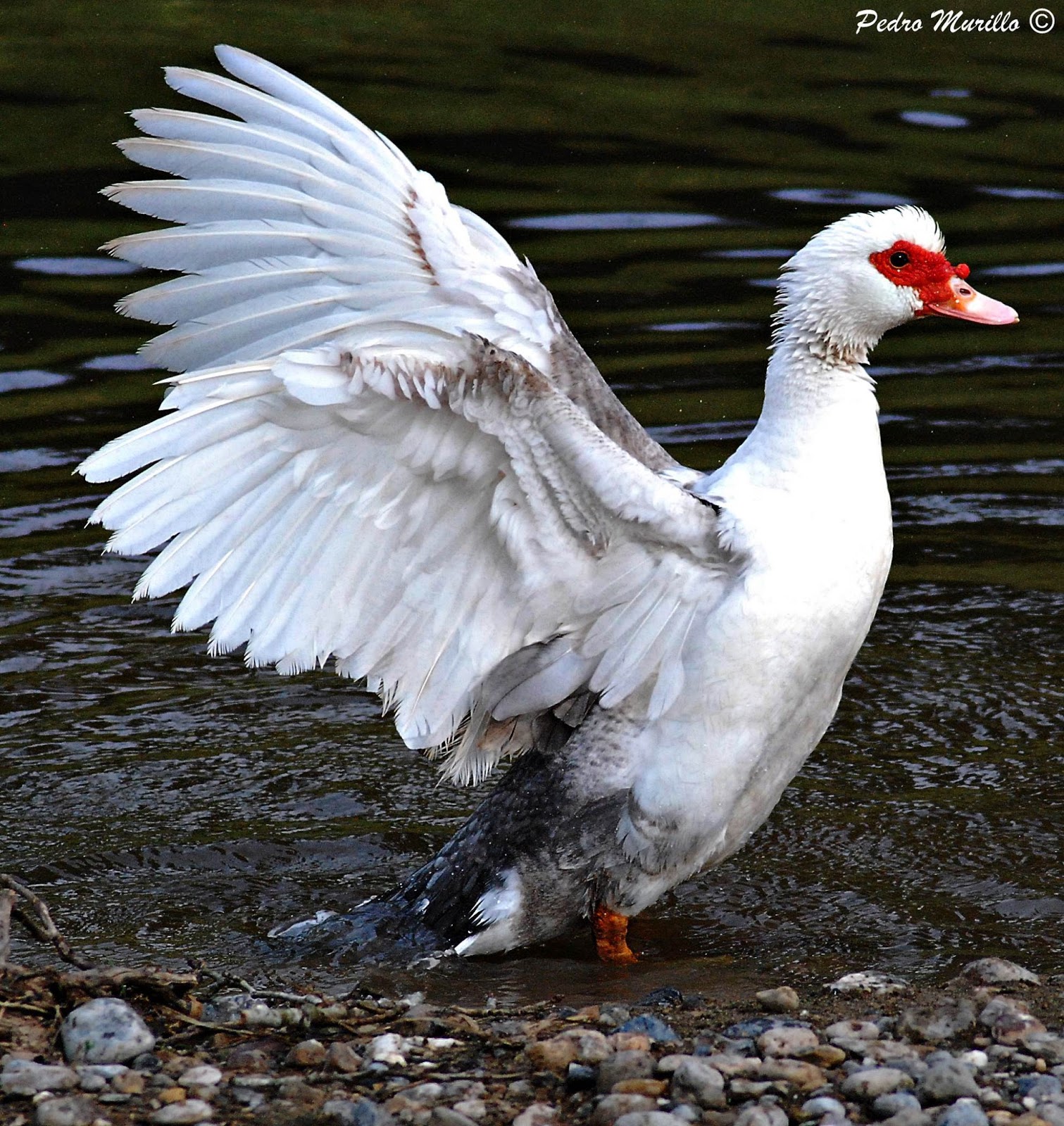 Las excursiones de Murillo "murillonature": Pato Criollo (Cairina ...