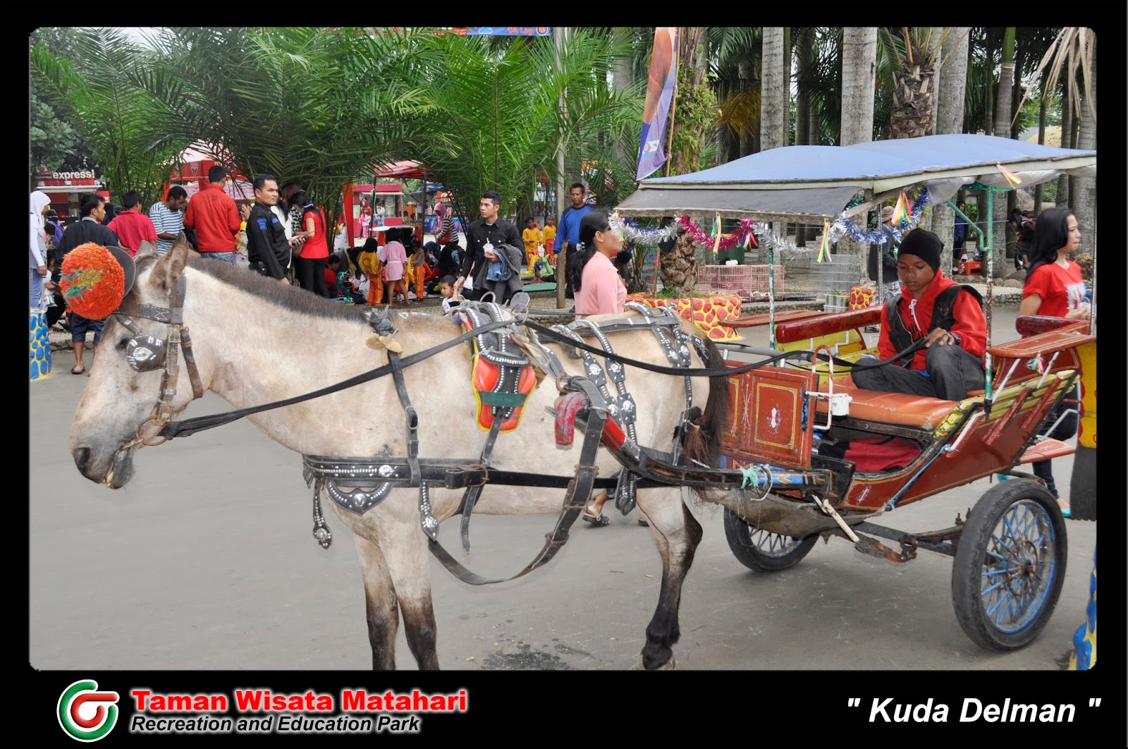 Wisata Puncak: Wahana Kuda Delman