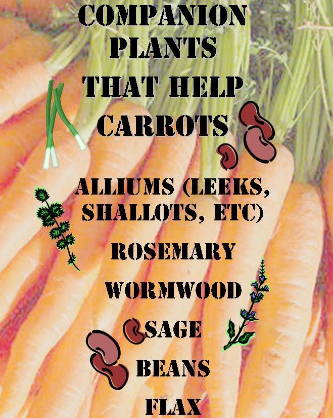 Gardening with Red Hill: Carrott Companion Planting