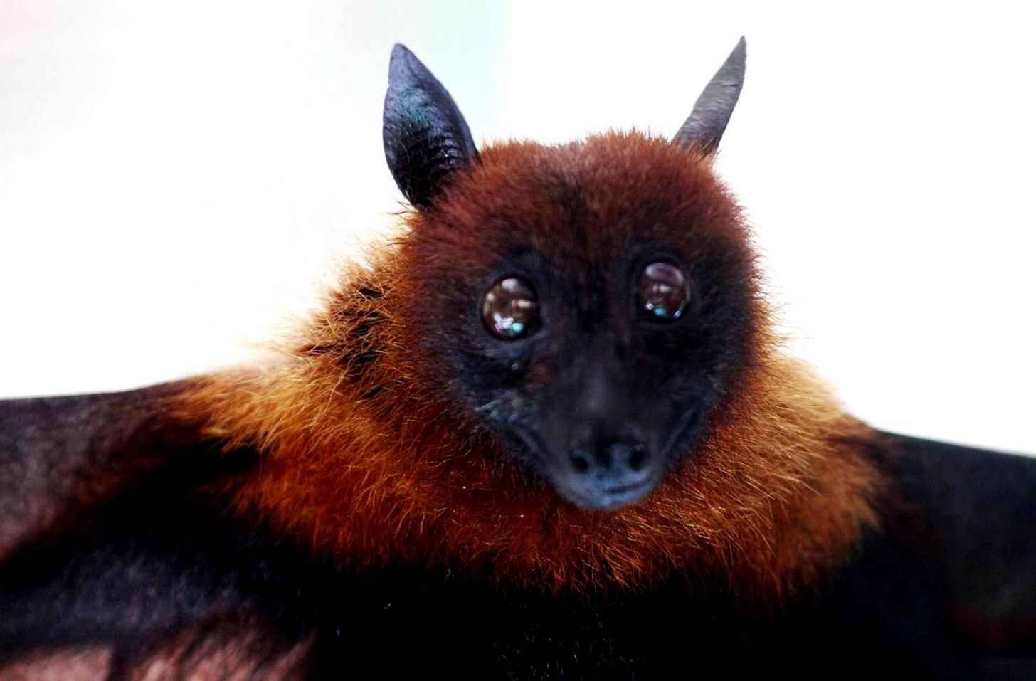 Flying Fox Background Wallpaper | Wallpaper Background HD