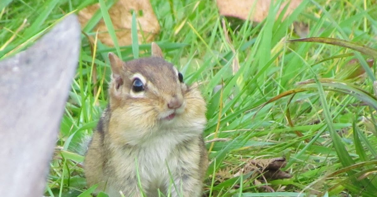 Starrucca PA: Happy Starrucca Chipmunk! Look at those cheeks!