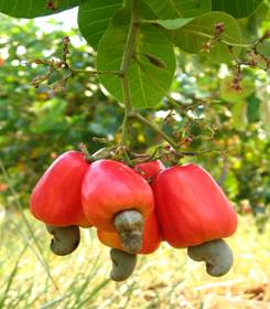 La Cocina Guayanesa de Mamaita: Merey Pasao