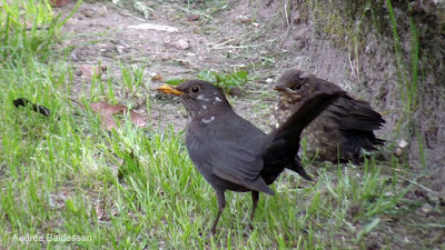 Le avventure della mia fantasia: I merli, i simpatici inquilini del ...