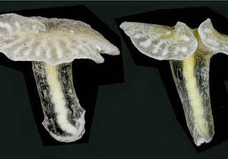 ASOCIACION ECOLOGISTA RIO MOCORETA: IMPORTANCIA DE LA CONSERVACIÓN