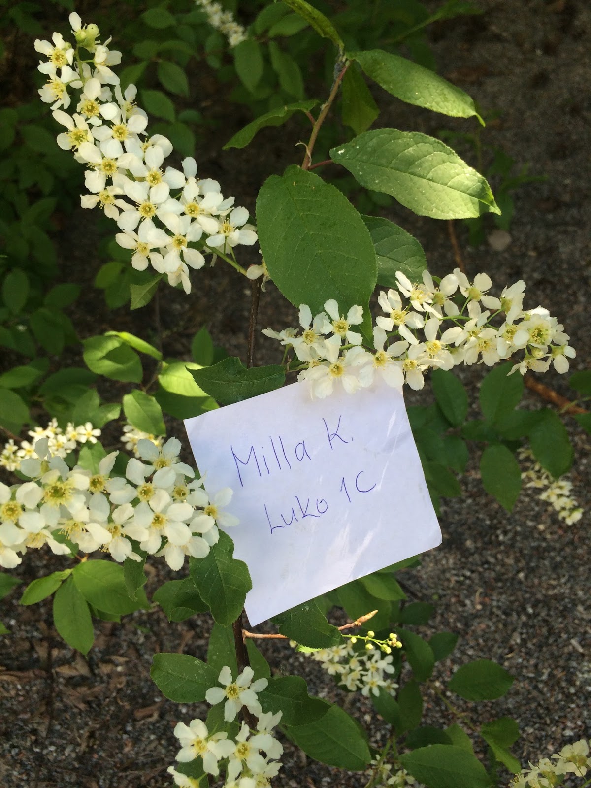 Millan kasvio : TUOMI