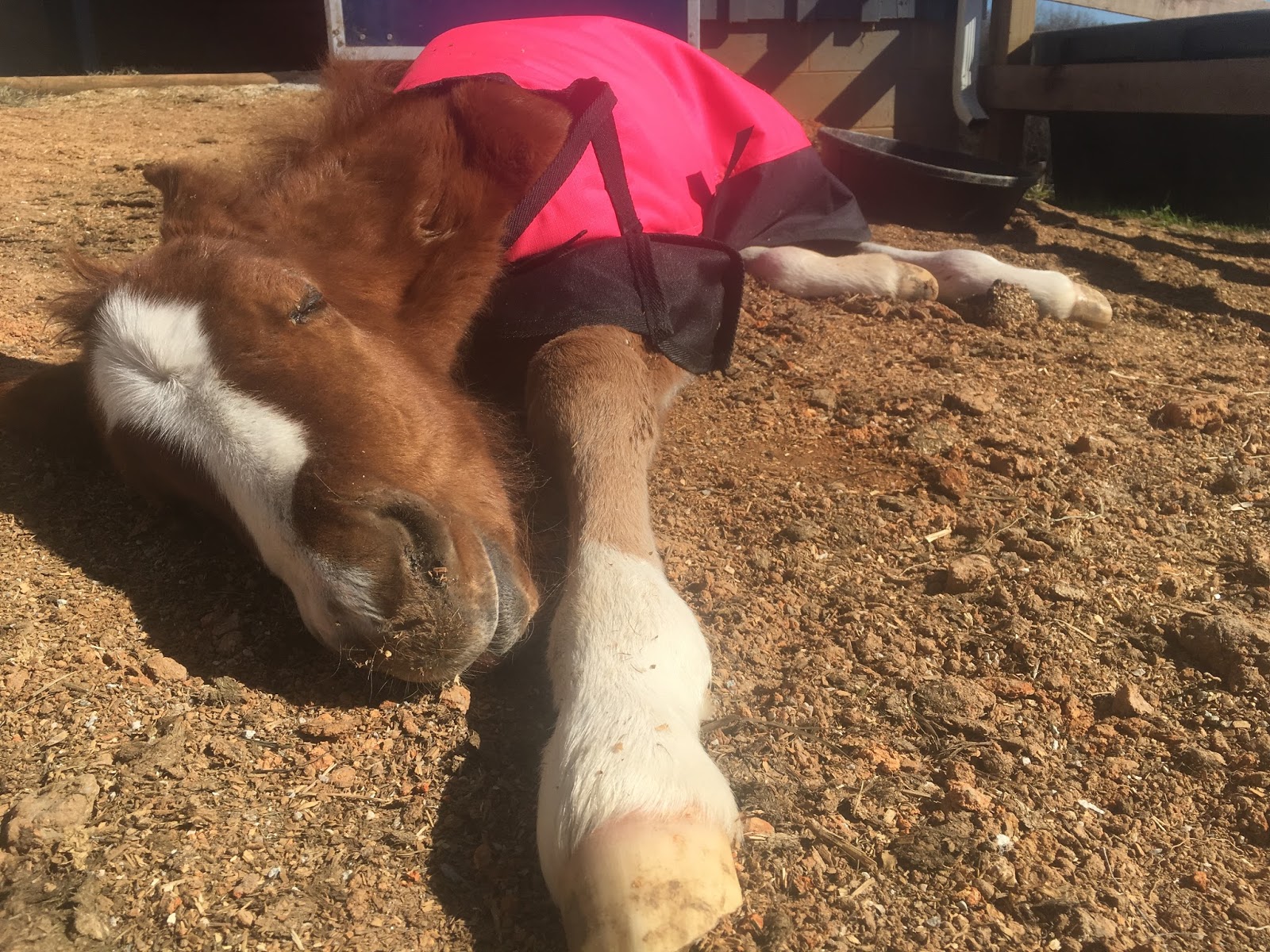 White Horse Farm: Foals