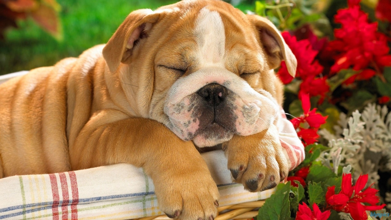 Top 17 Beautiful And Fabulous BULLDOG Wallpapers In HD