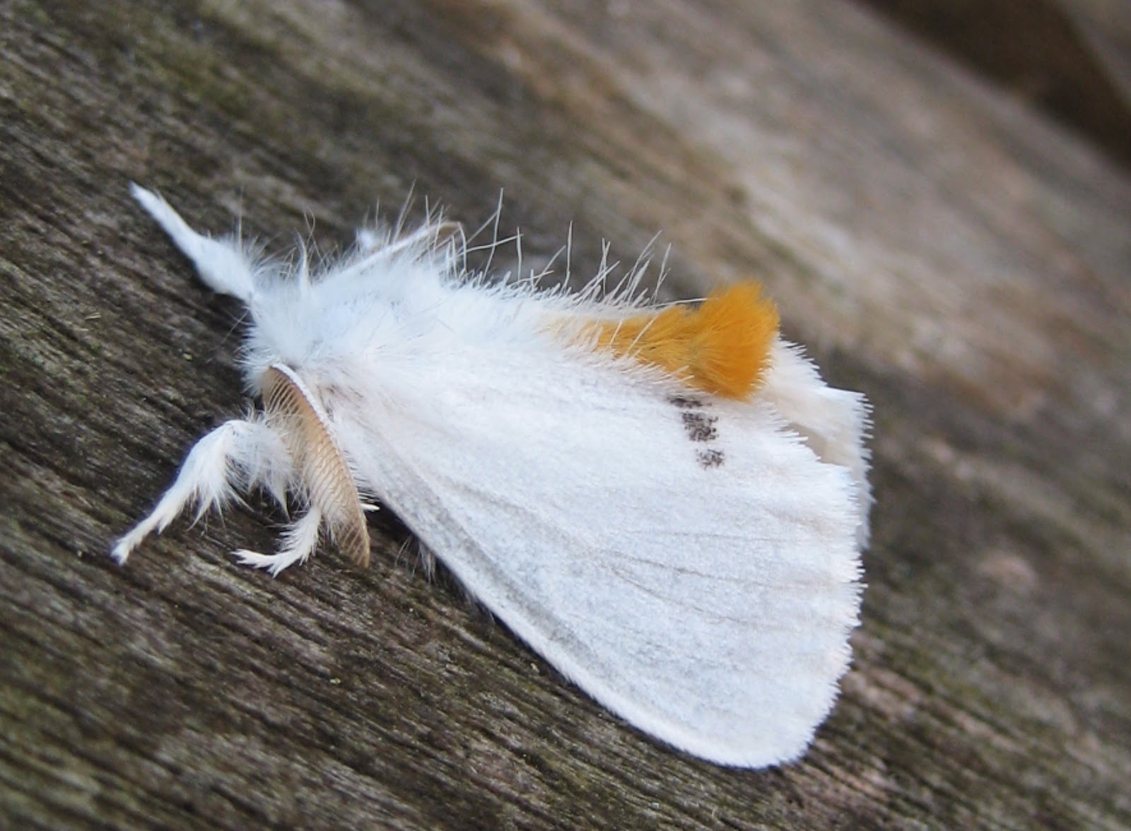 Martin's Moths: The tale of a tail