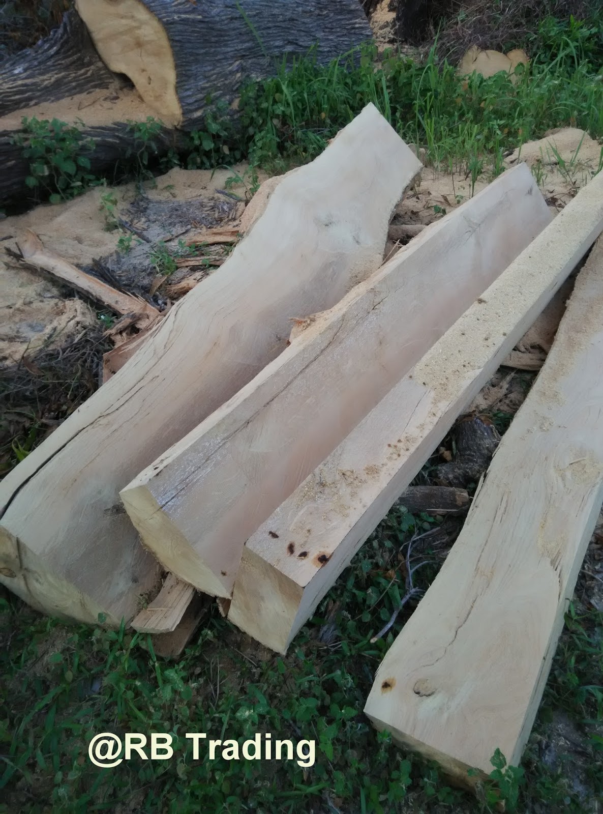 MEMBEKAL KAYU & BAHAN PEMBINAAN: KAYU TEMBESU