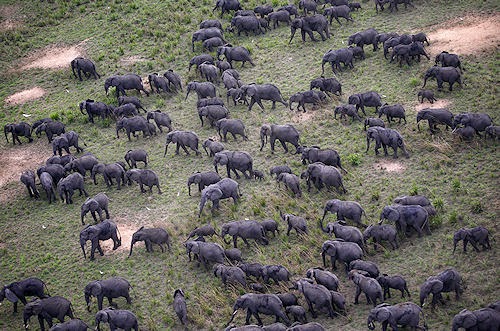 The Presurfer: 12 Amazing Photos Of Animals Congregating