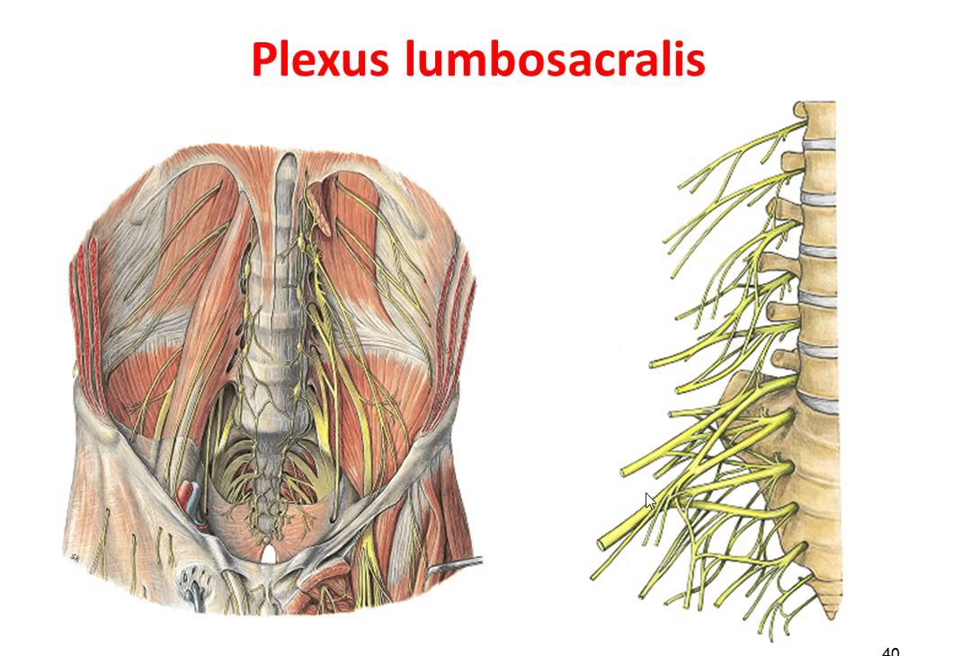Jenis-Jenis Sistem Saraf Tepi ( Berdasarkan arah impuls dan Tiga macam ...