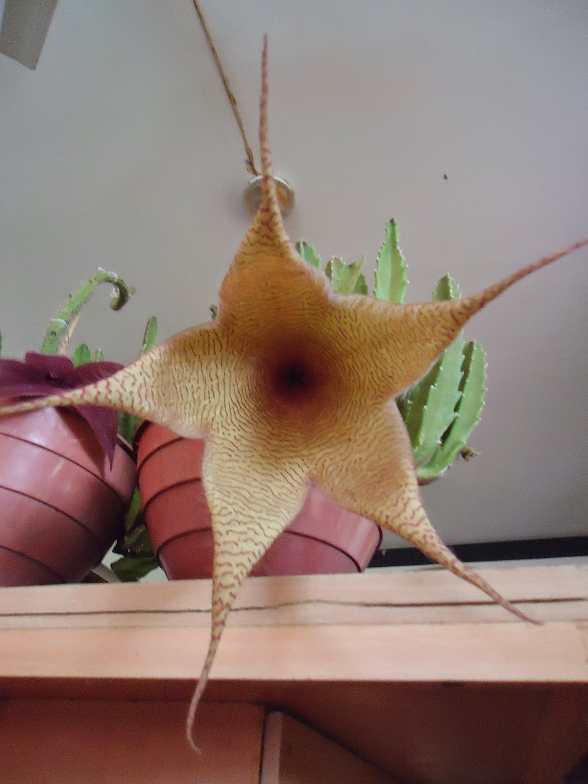 tutuna mituna: Stapelia / Flor estrella